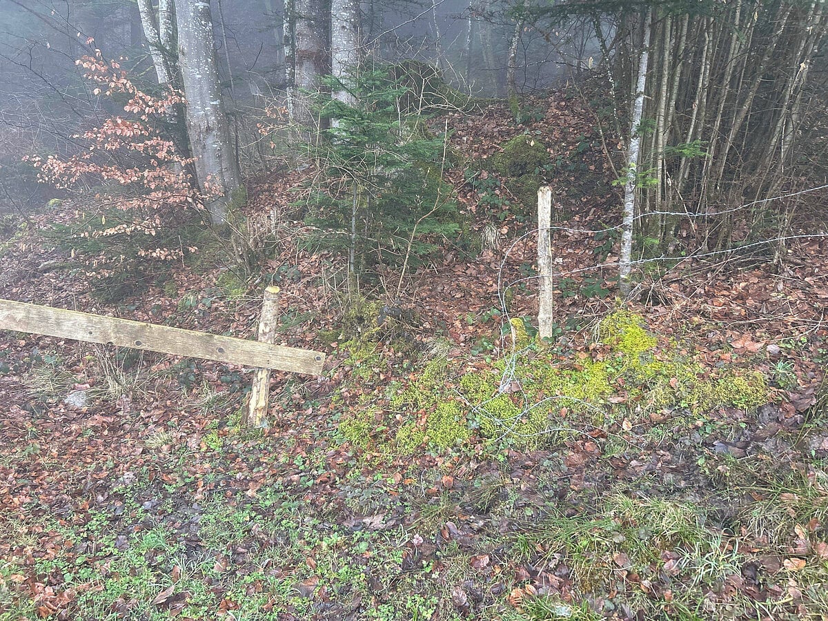 Unbekannte zerstören Weidezäune - Der Schweizer Bauer