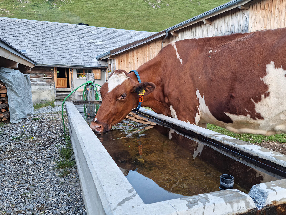 Der Schweizer Bauer: SAV warnt: Wasser auf Alpen wird knapp
