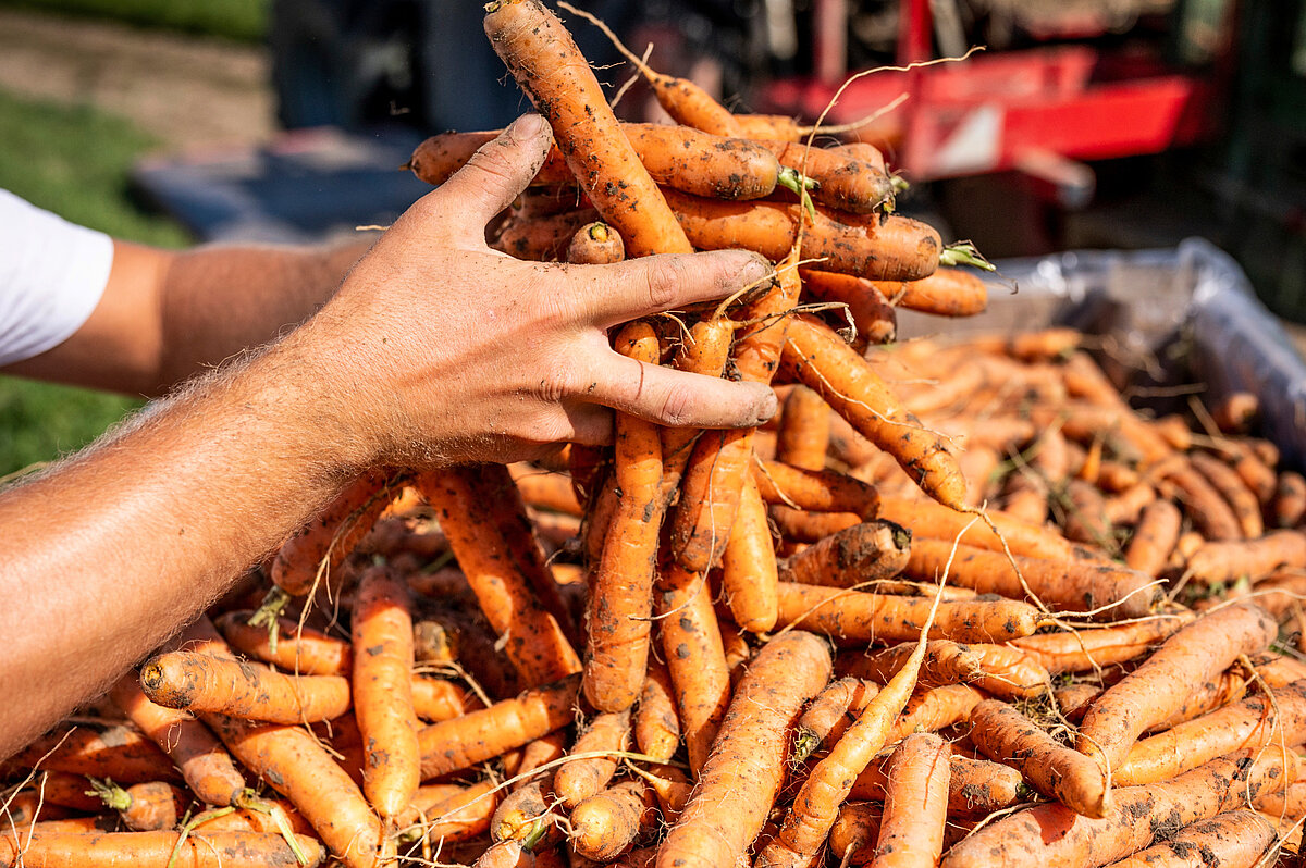 Der Schweizer Bauer: Karotten liefern Vitamine