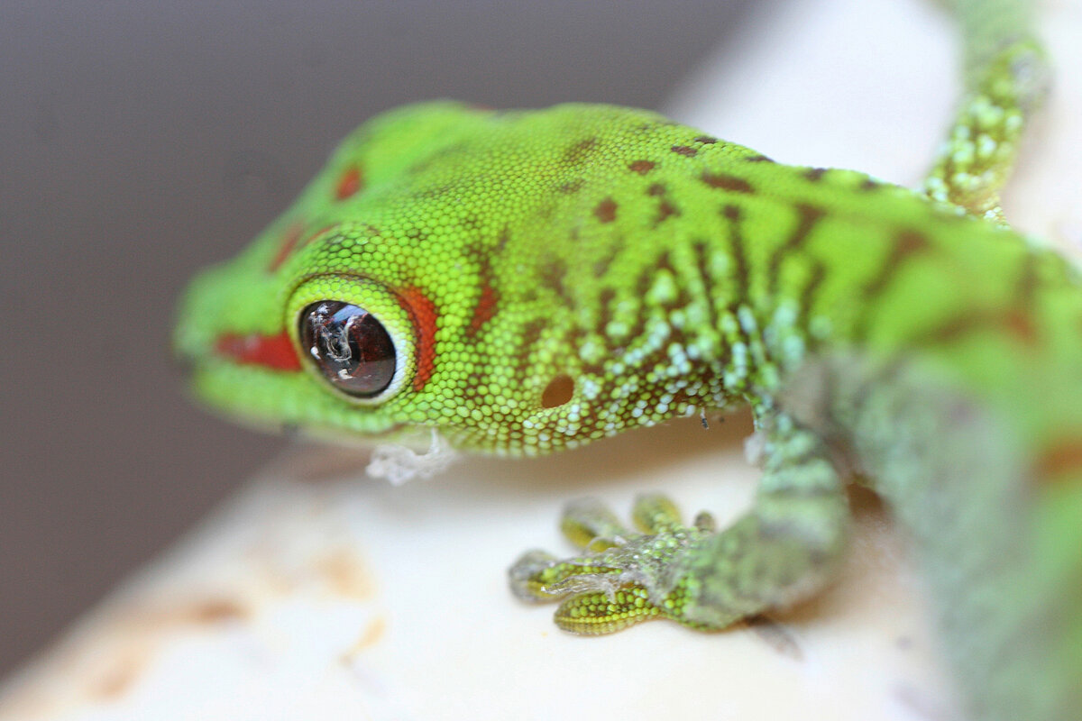 Der Schweizer Bauer: Gecko in Rucola-Packung entdeckt