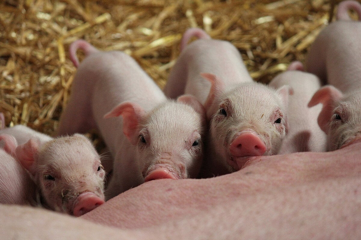 Tierquälerei-Vorwürfe gegen Schweinezuchtbetrieb - Der Schweizer Bauer
