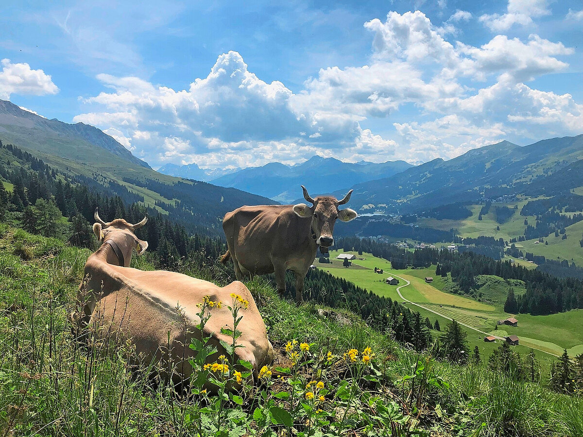 Der Schweizer Bauer: Grosse Vielfalt auf Schweizer Alpweiden