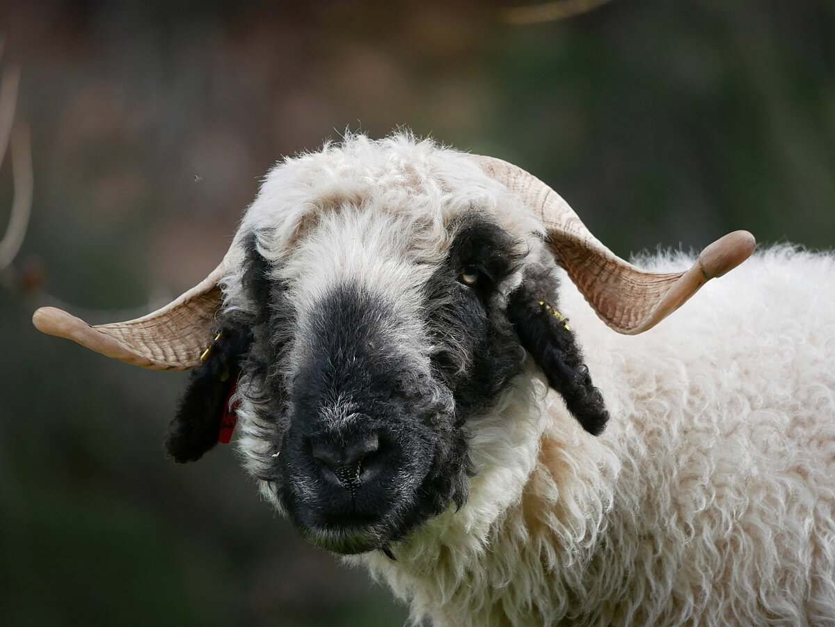 Ari kystya girth master porn needed a genuine massage with