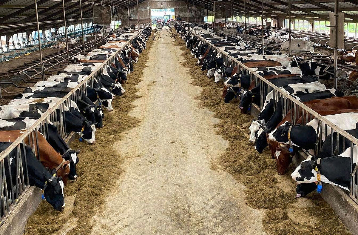 Viel Milch mit vielen Arbeitsstunden - Der Schweizer Bauer