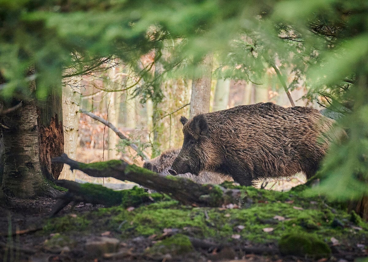 Wildschweine zertrampeln ganze Felder - Der Schweizer Bauer