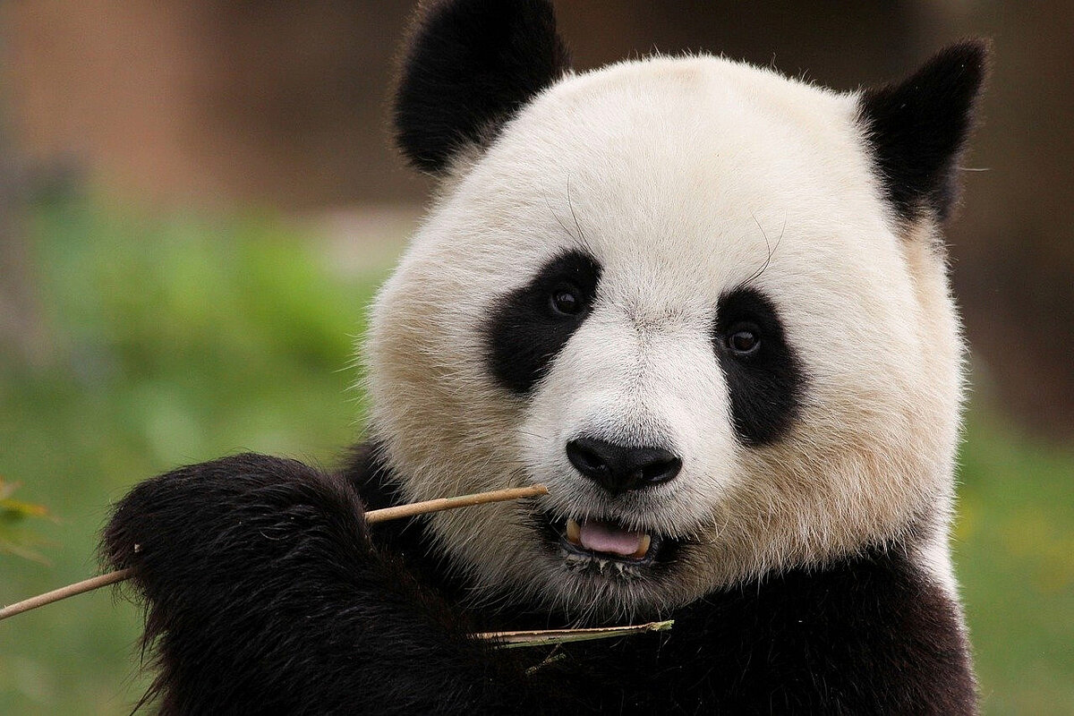 Der Schweizer Bauer: Mit «Panda»-Diplomatie zu neuen Freunden
