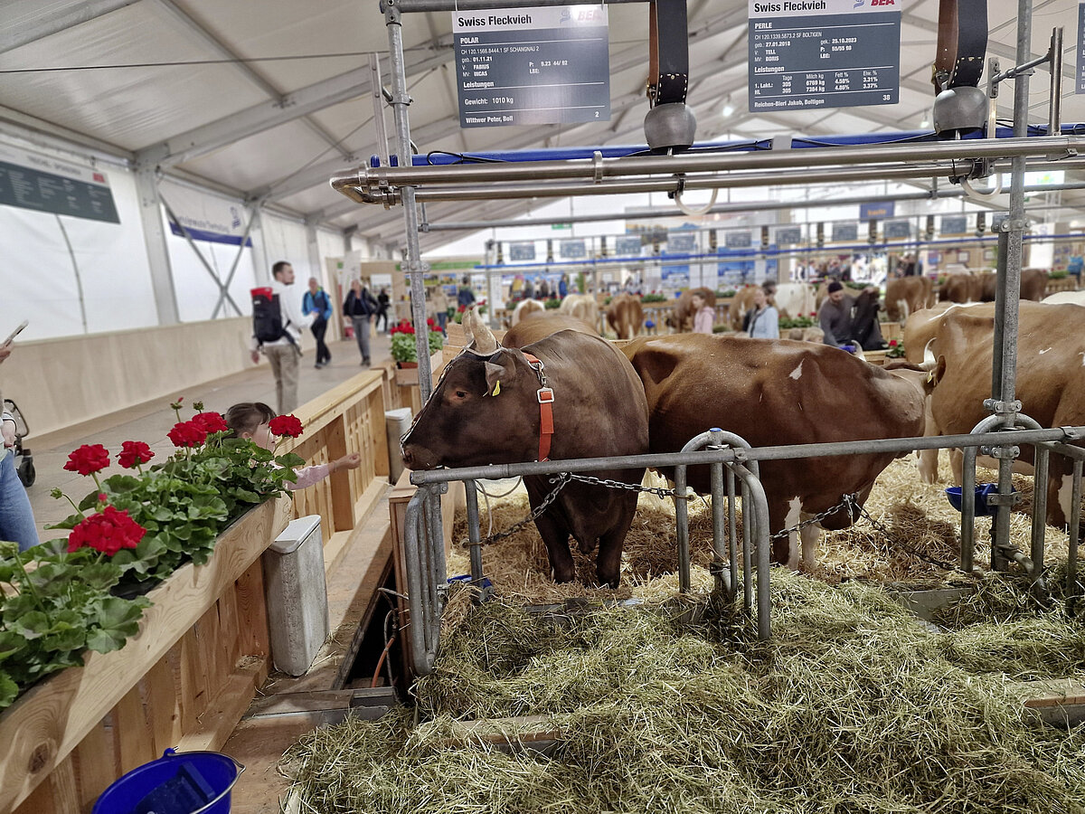 Der Schweizer Bauer: BEA 2024: Hier gibt es einen Einblick