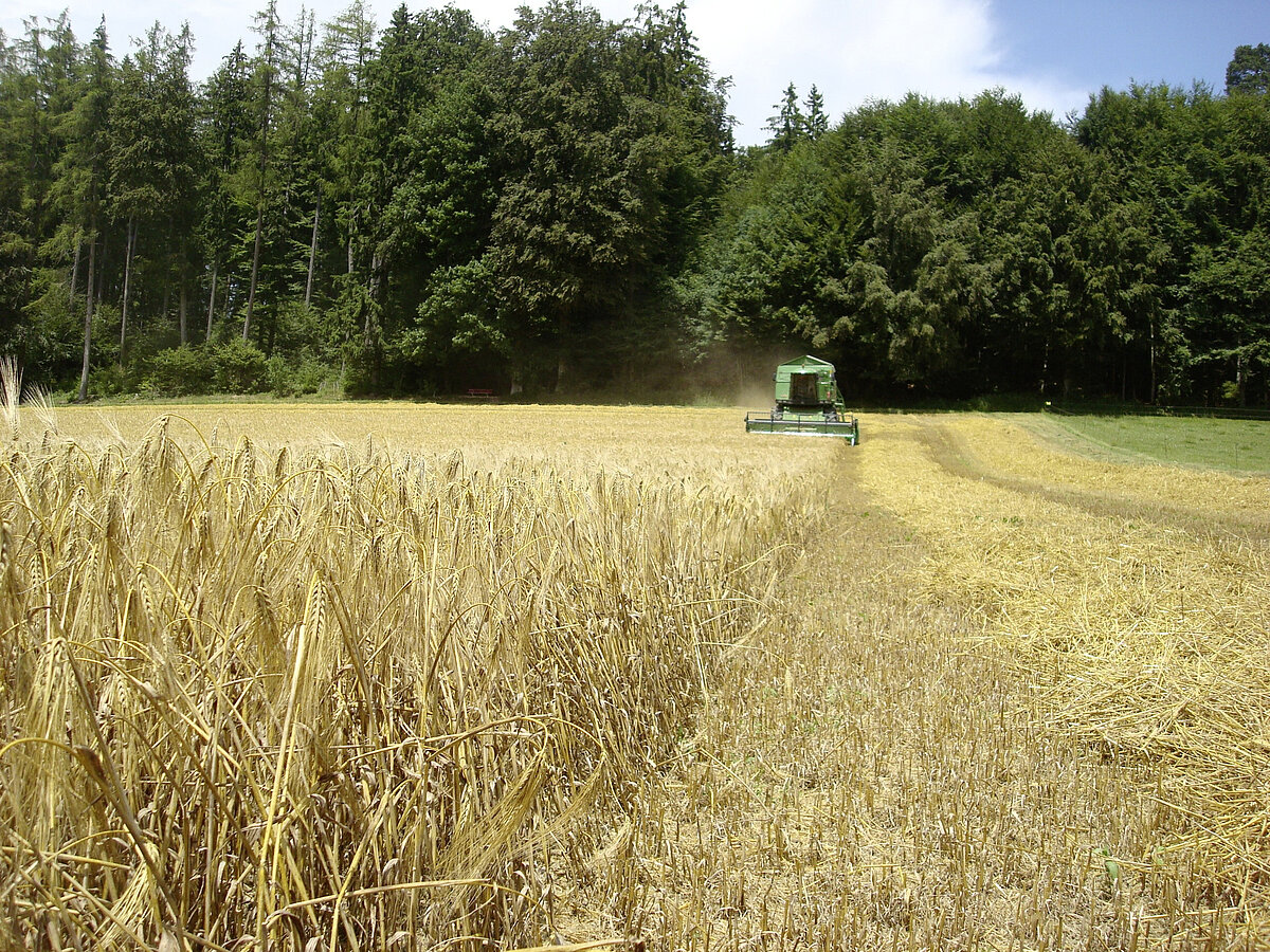 Der Schweizer Bauer: China hebt Strafzoll für Gersten auf