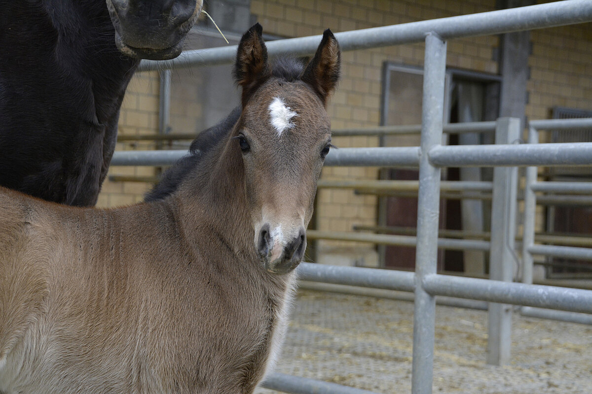 Der Schweizer Bauer: SOS-Fohlen: Hilfe im Notfall