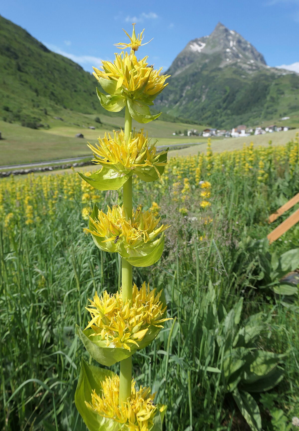 Gelber Enzian: Aus ihm gibt’s Schnaps und Kosmetik - Der Schweizer Bauer