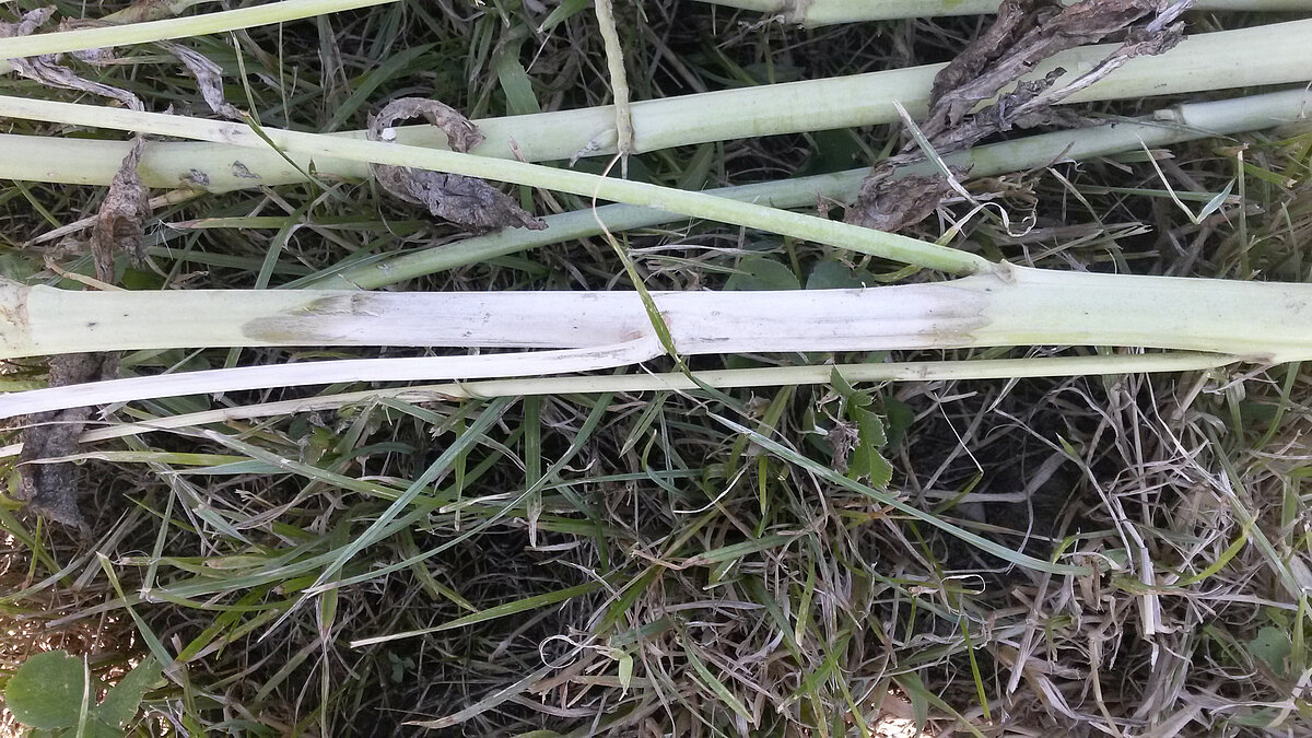 Der Schweizer Bauer: Rapskrebs jetzt sichtbar