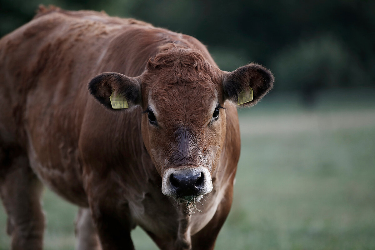 Von der Weide auf das Teller: Blick in die Wertschöpfungskette - Der ...