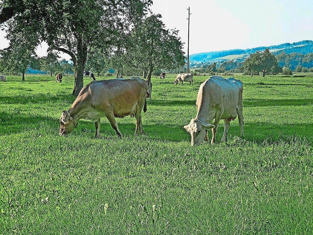 Nussbäume sind weidetolerant - Der Schweizer Bauer