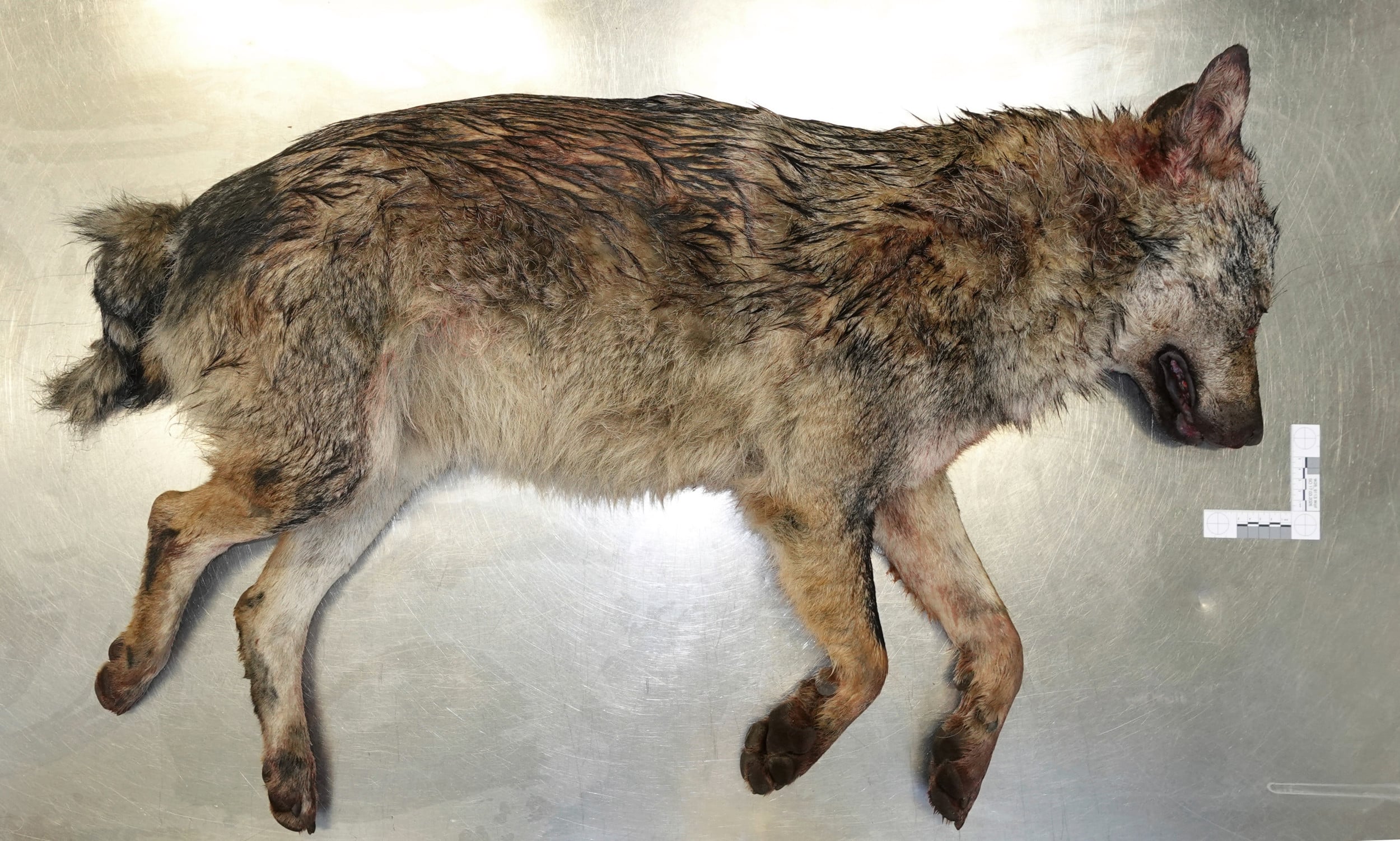 Uri: Wolf im Meiental erlegt - Der Schweizer Bauer