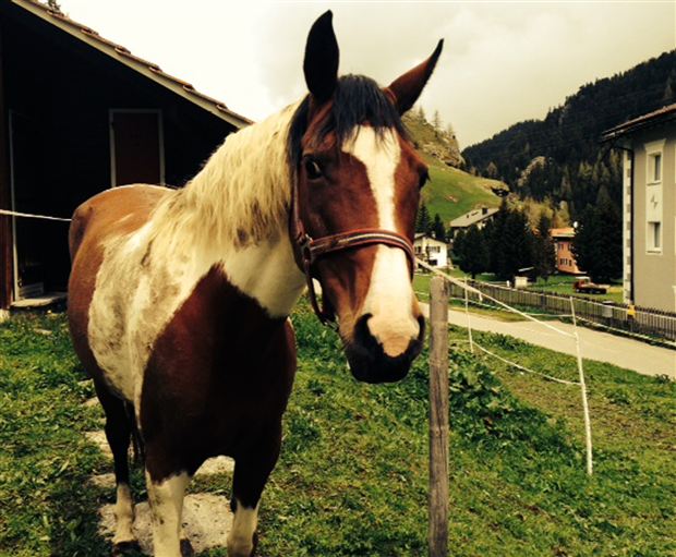 Pferd beisst Frau Fingerglied ab - Der Schweizer Bauer
