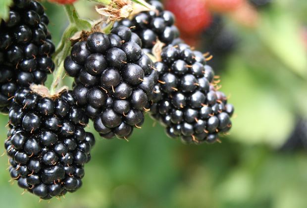 Brombeeren: Gesund und lecker - Der Schweizer Bauer