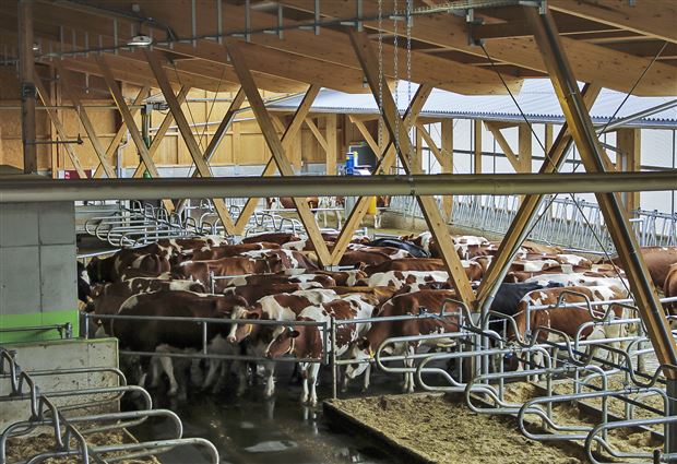 Der Schweizer Bauer: Offene Türen im Rindviehstall