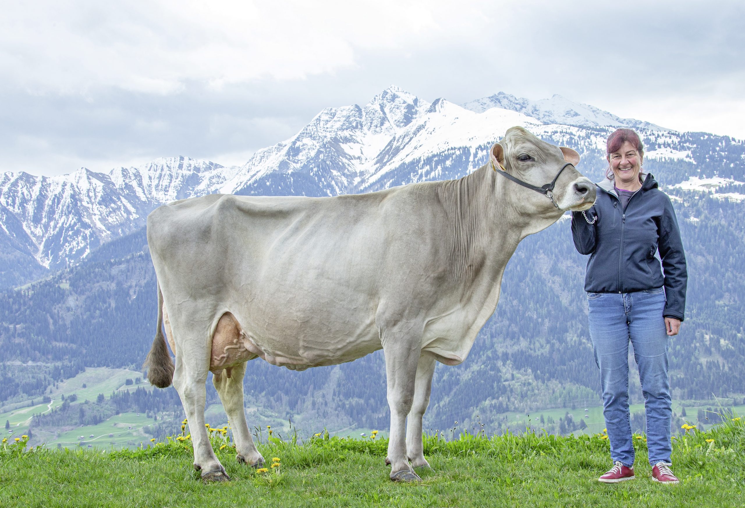 Der Schweizer Bauer: Bruna-Siegerin erreicht 100’000 Kilo-Marke