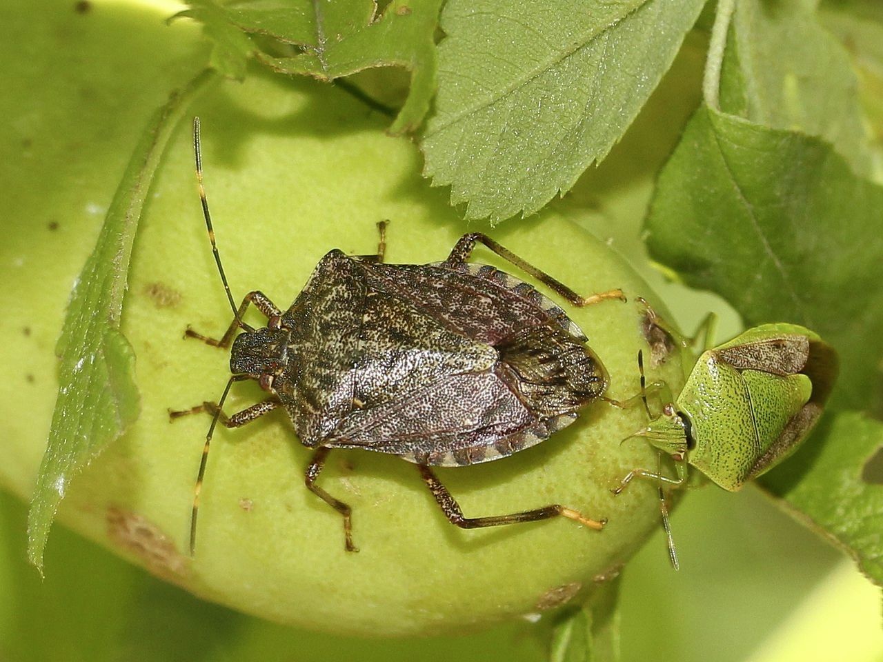Der Schweizer Bauer: Obstbau: Marmorierte Baumwanzen kommen