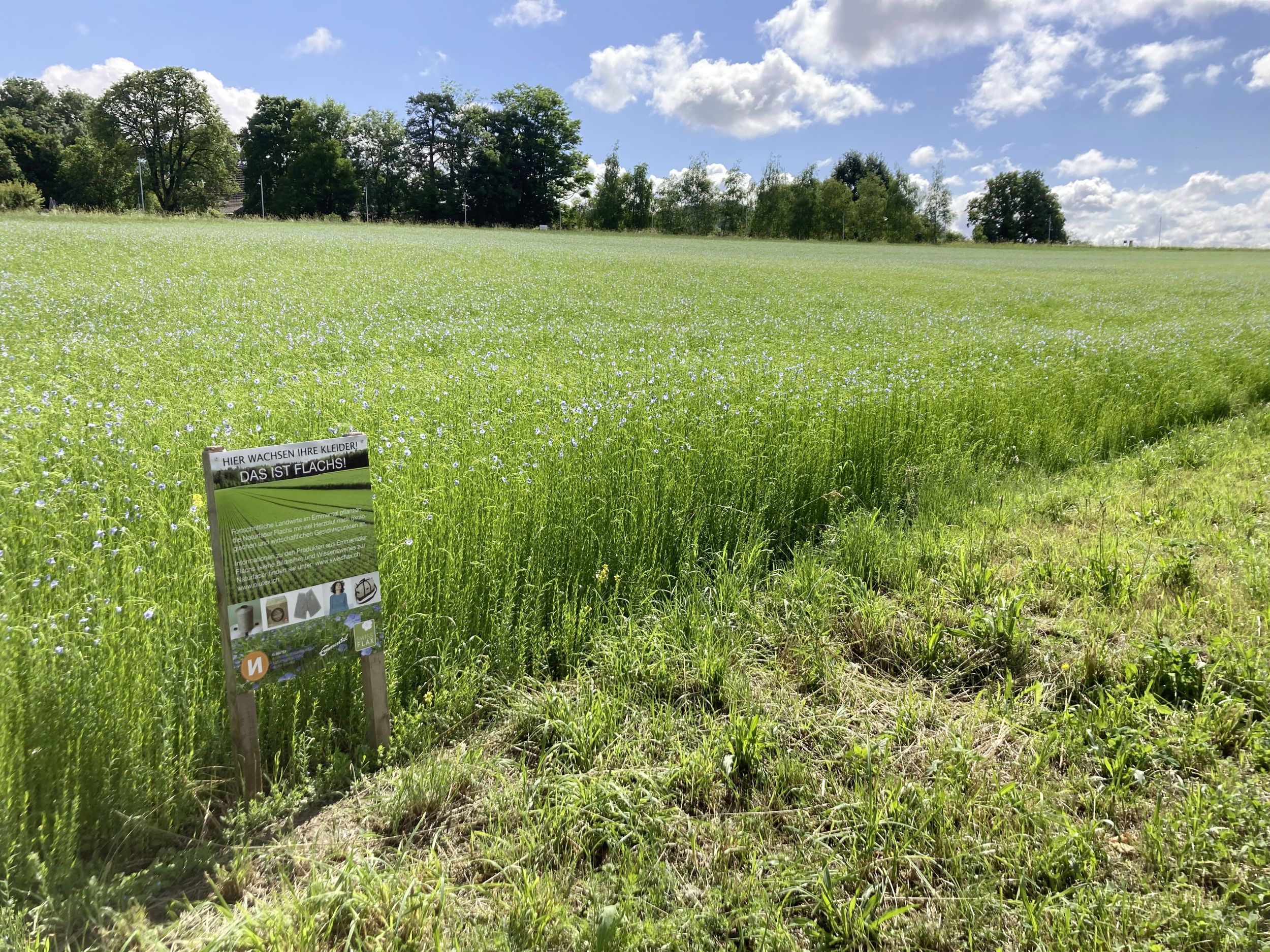 Der Schweizer Bauer: Der Traum von 100 Hektaren Schweizer Flachs