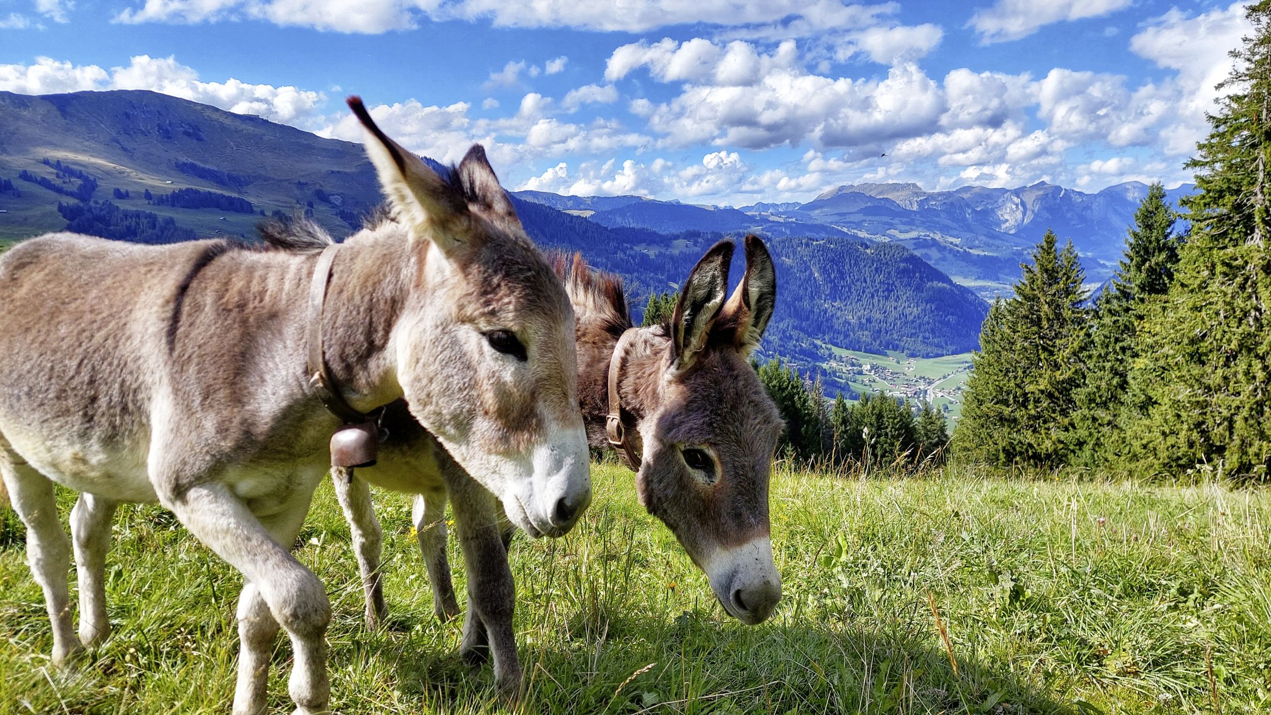 Der Schweizer Bauer: Esel sollen mit Artgenossen zusammenleben