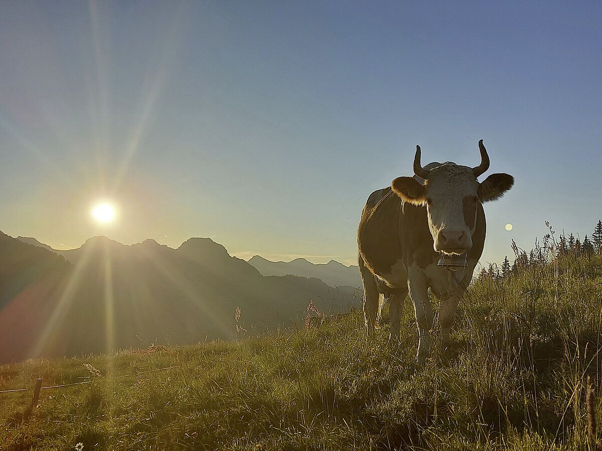 Kein Geld für horntragende Tiere - Der Schweizer Bauer