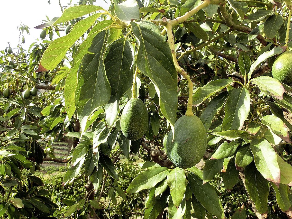 Nach Drohung: Avocado-Import gestoppt - Der Schweizer Bauer