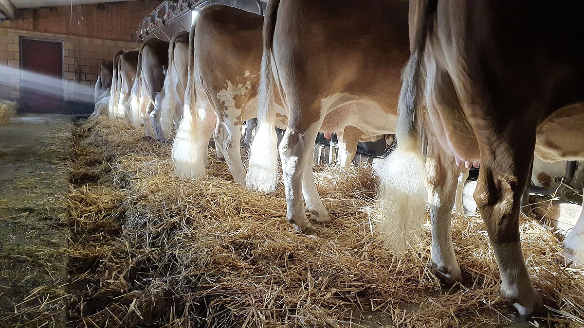 Glück im Stall - Der Schweizer Bauer