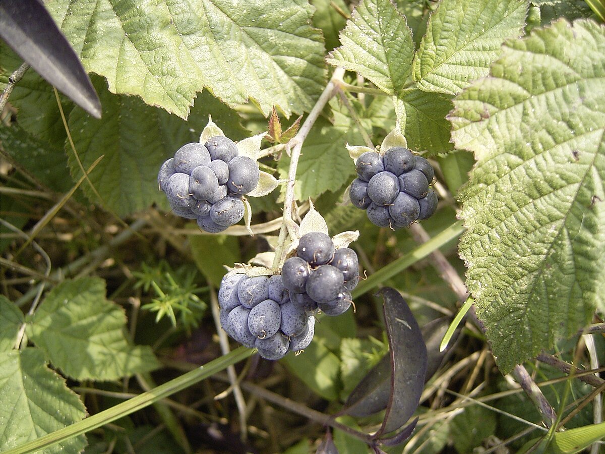 Die kleine Schwester der Brombeere - Der Schweizer Bauer